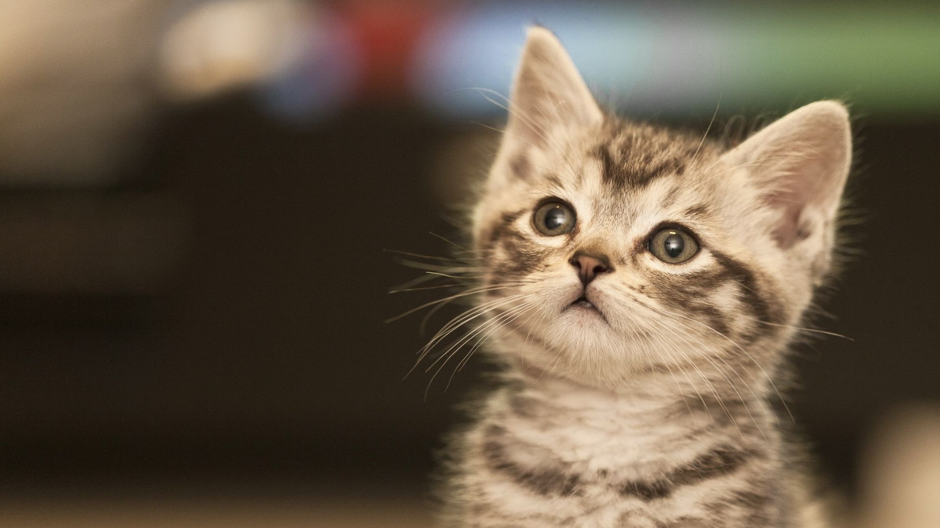 Dr. Pal's Small Animal Practice Patient Gallery | Vet Clinic In ...